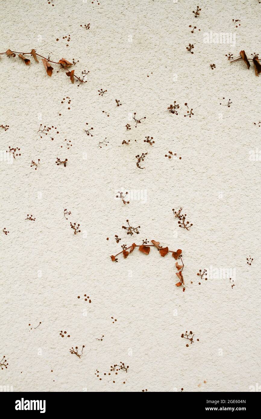 The ivy bath hi-res stock photography and images - Alamy