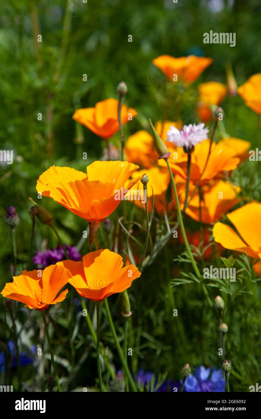 Poppy foliage hi-res stock photography and images - Alamy