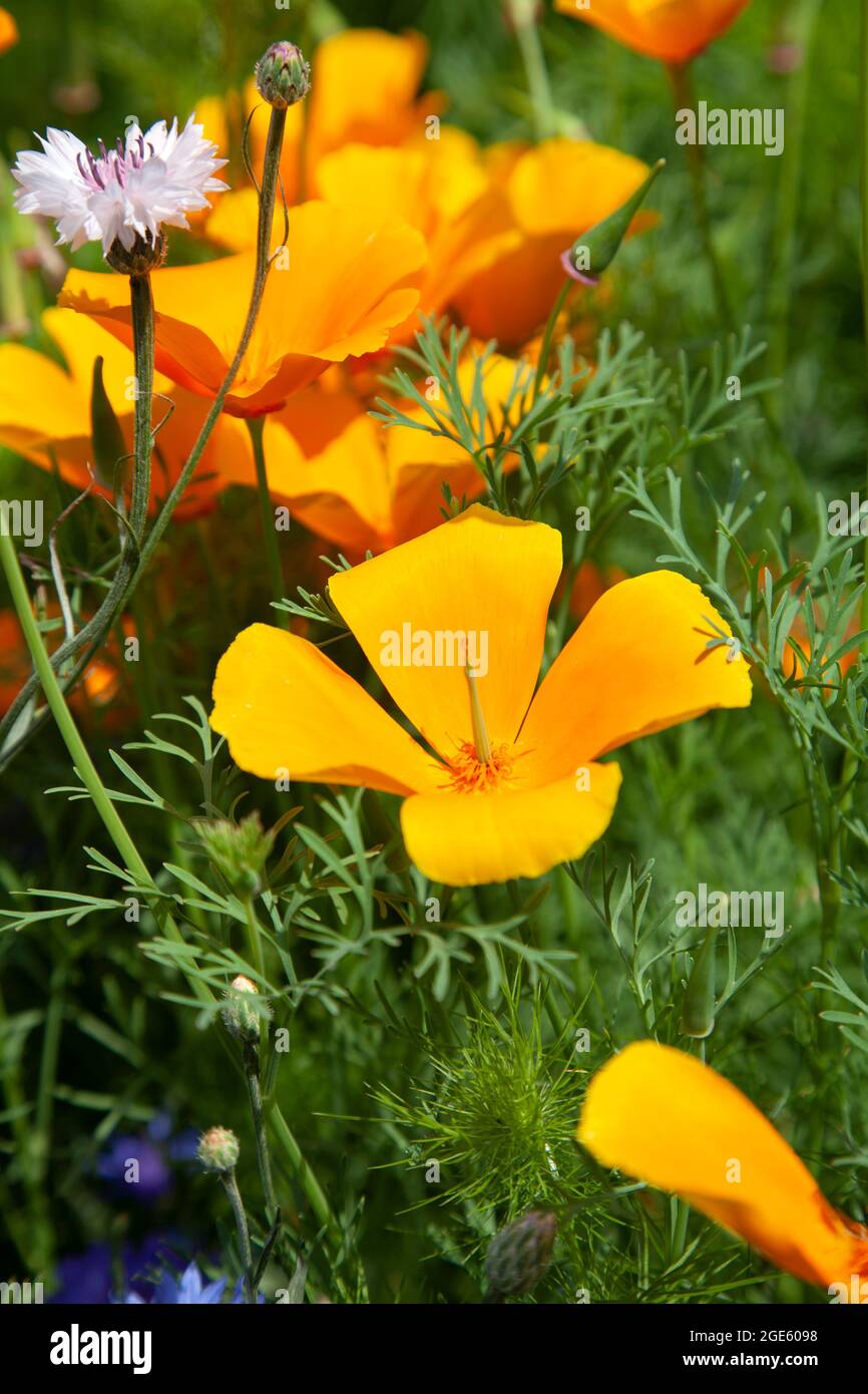 Wild Orange Poppy and Cornflower in Meadow - UK Stock Photo - Alamy