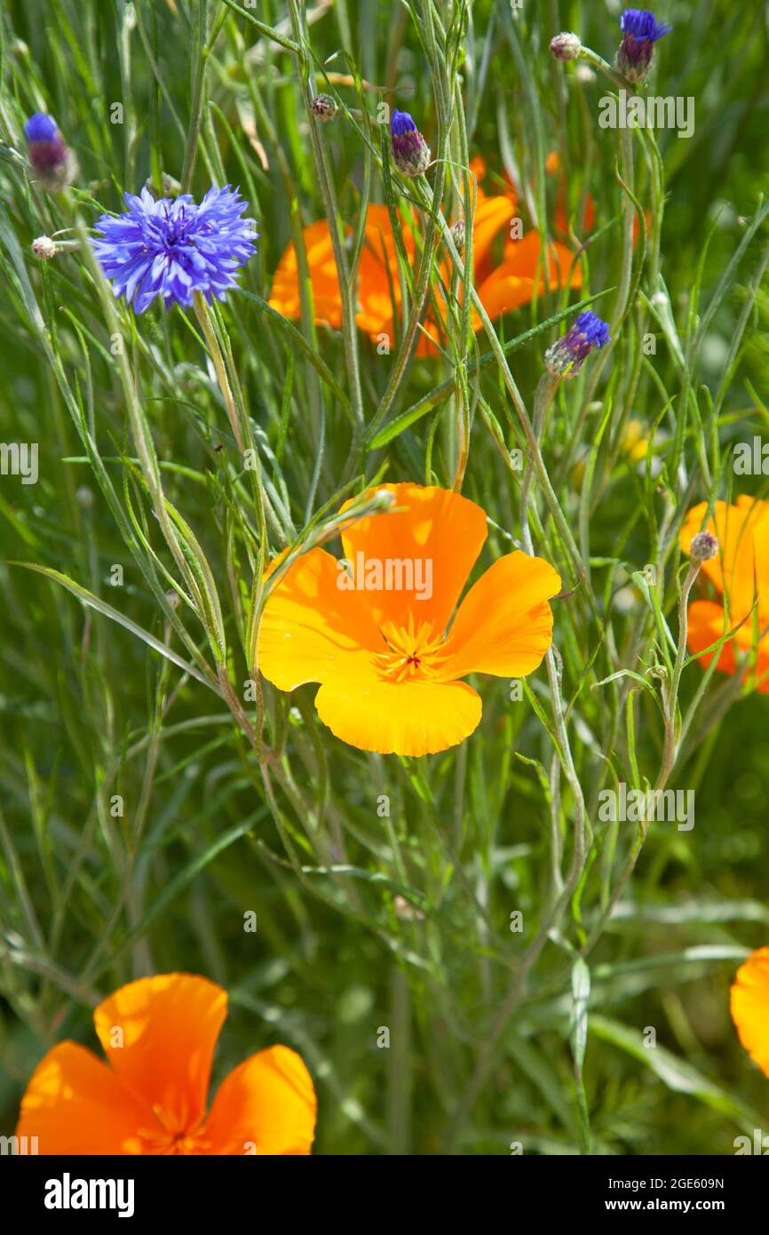 Wild Orange Poppy and Cornflower Stock Photo - Alamy