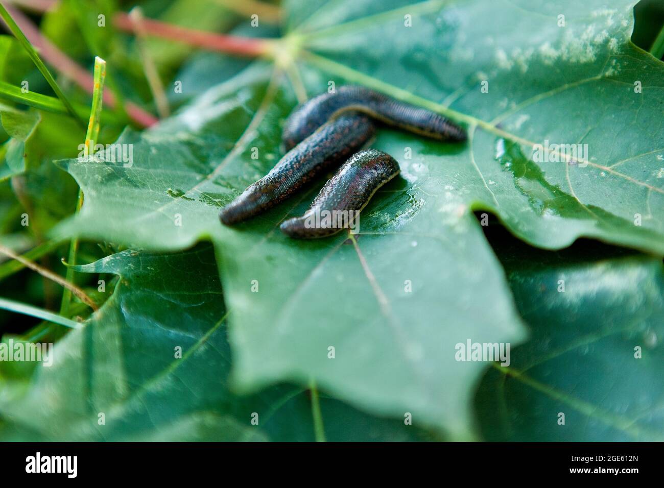 Medical Leeches High Resolution Stock Photography and Images - Alamy