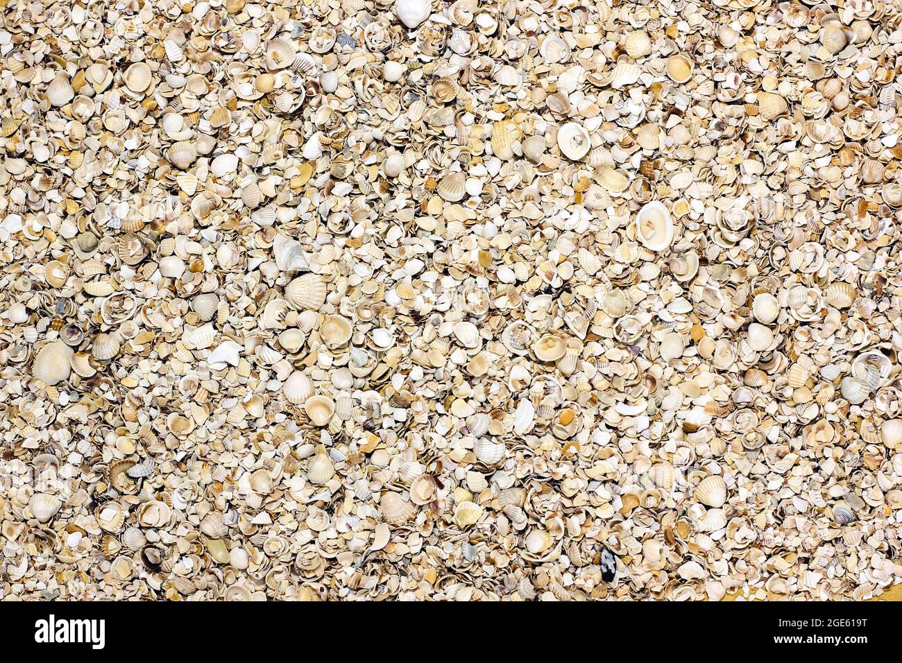 Background from small seashells. Summer. Relax on the beach. Summer ...