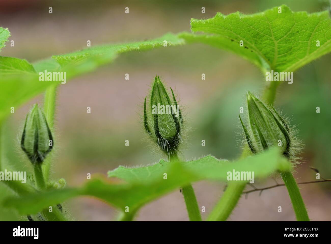 Three green closed pumkin blossoms between green leaves Stock Photo - Alamy