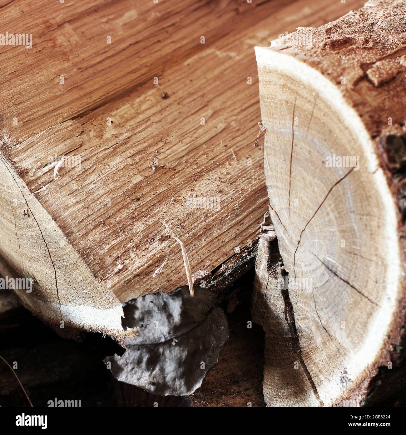 Folded bark hi-res stock photography and images - Alamy
