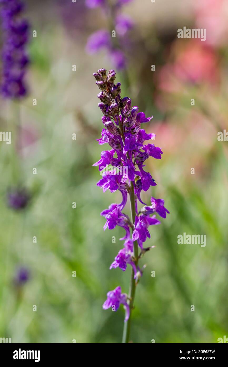 Linaria purpurea, Purple Toadflax flowers closeup in summer UK Stock ...