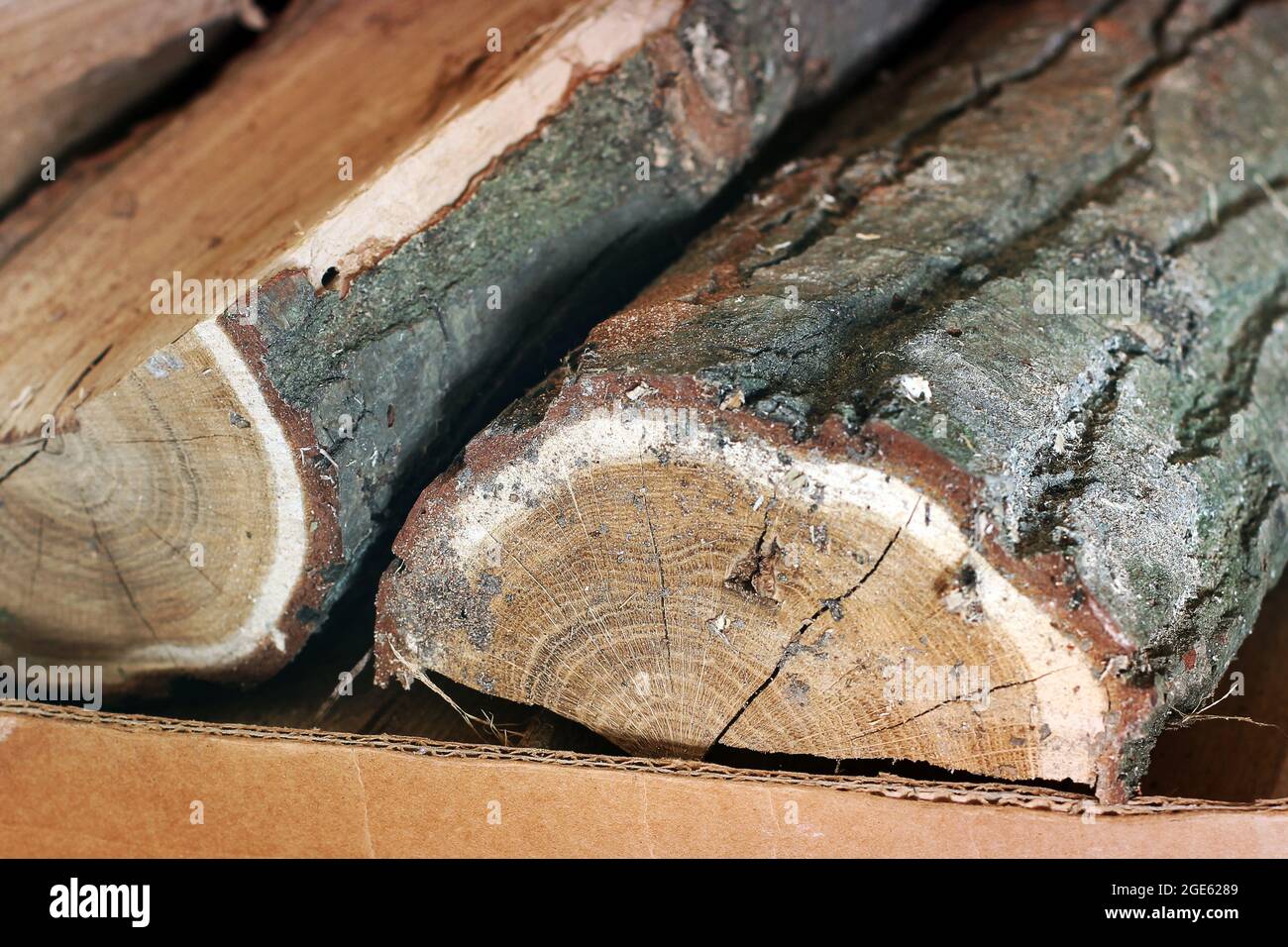 Folded bark hi-res stock photography and images - Alamy