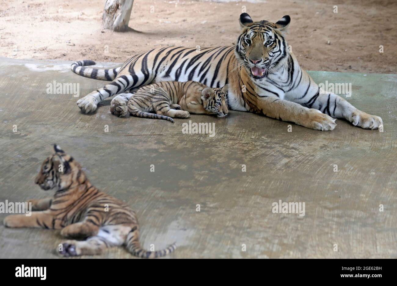 DHAKA CITY, BANGLADESH - AUGUST 16: Two new newly born bengal tiger ...