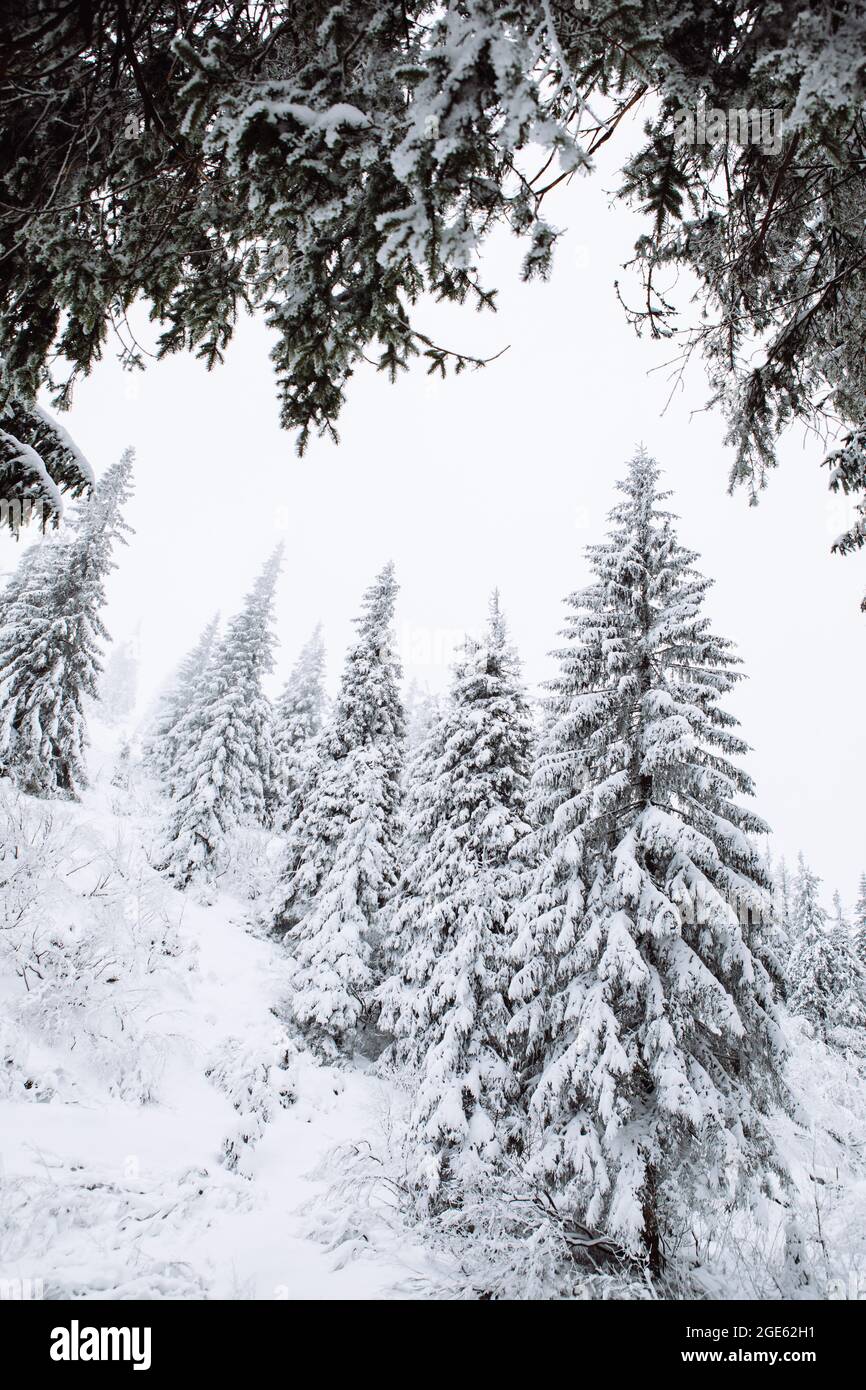 view of snowed pine tree close up copy space Stock Photo - Alamy