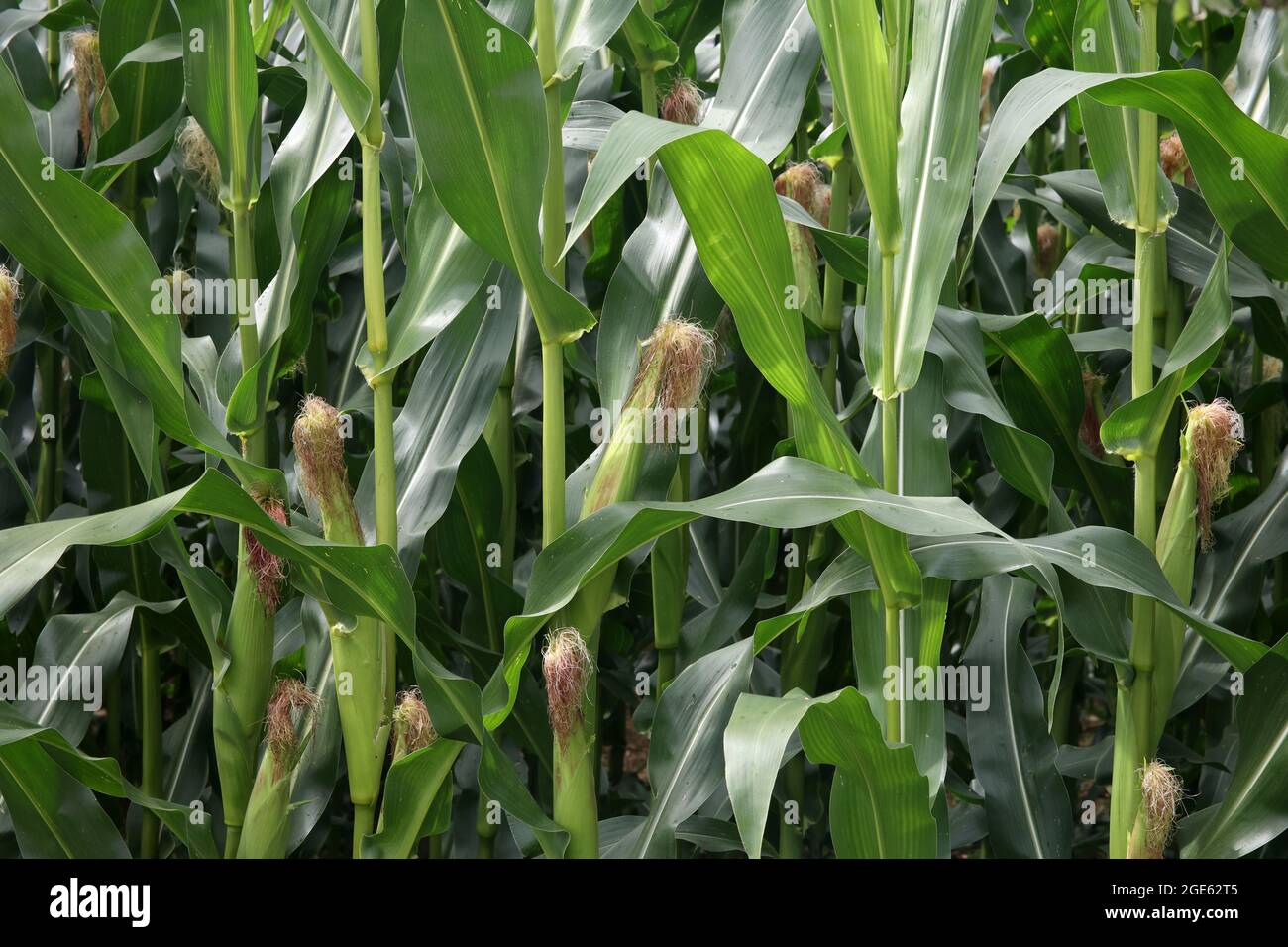 Fossil corn cob hi-res stock photography and images - Alamy