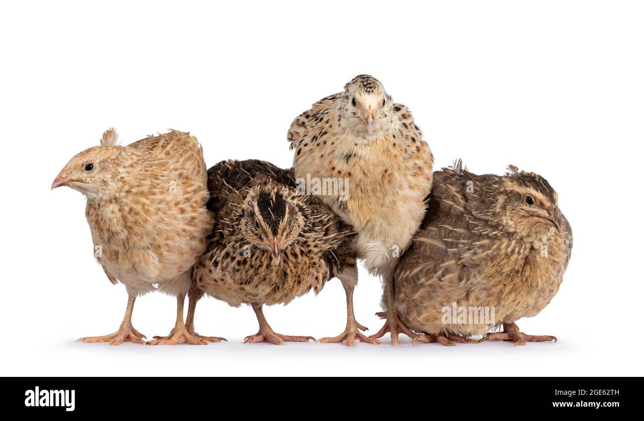Flock of four different colored Quail birds, standing beside each other ...