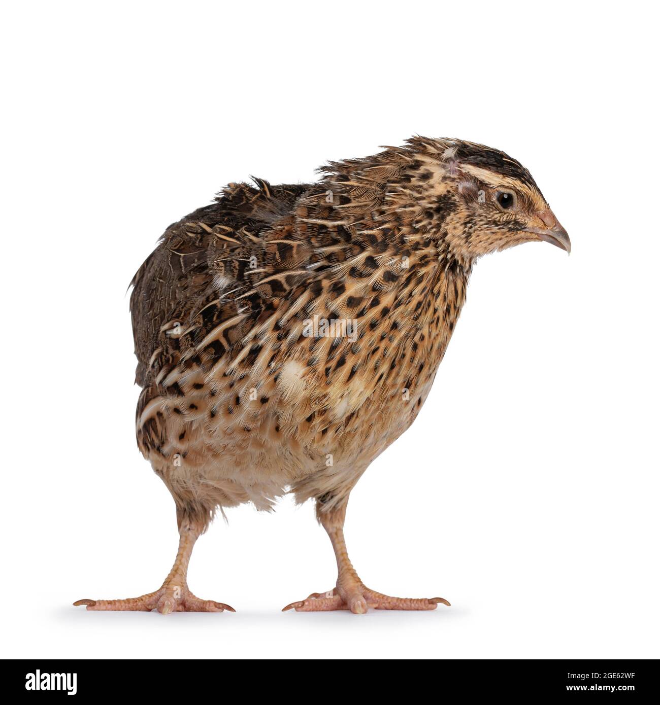 Roux brown Quail bird, standing facing front. Looking away from camera ...