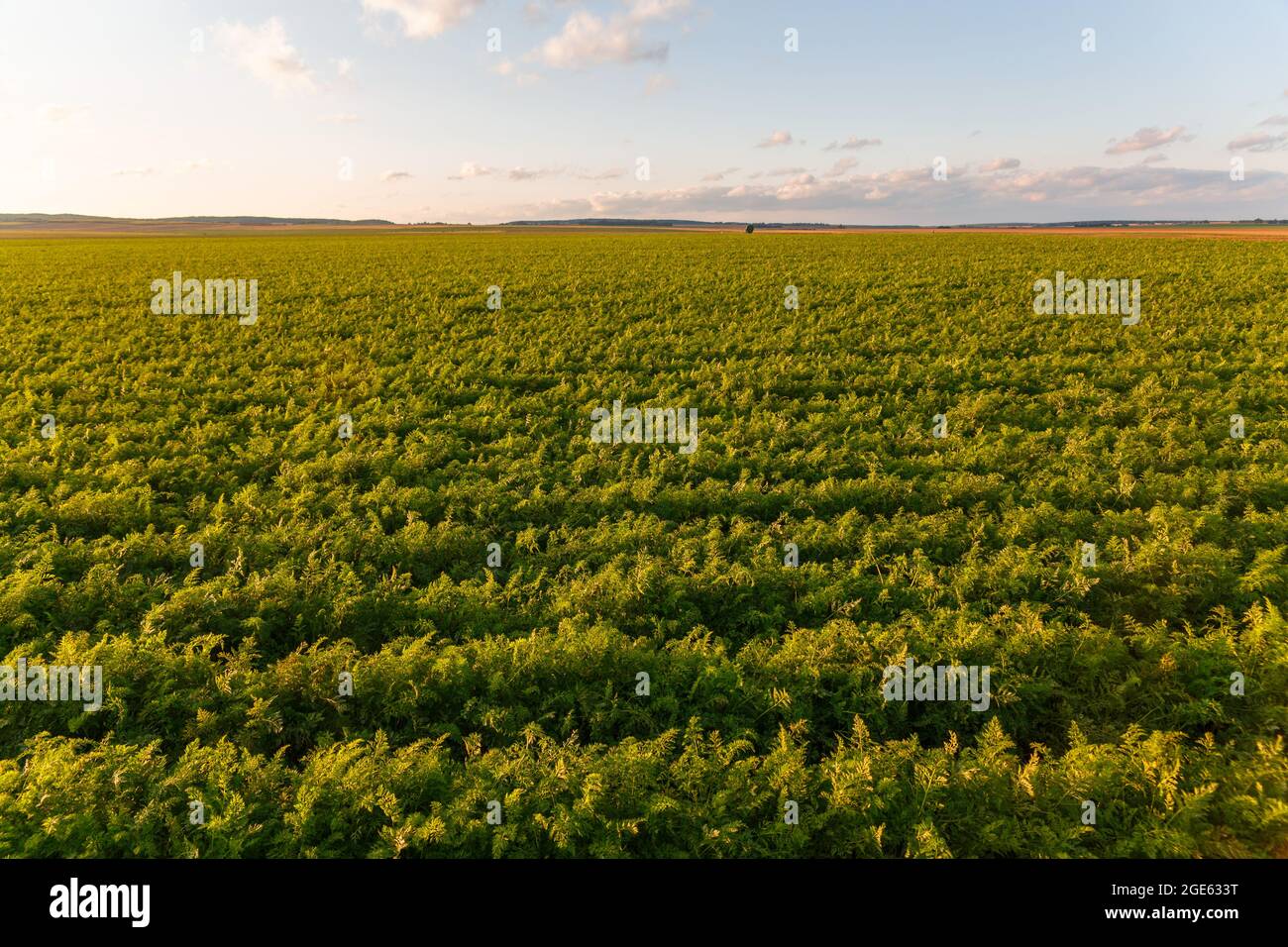 Agriculture of Belarus, carrot field in summer, rows of plant, sunset ...