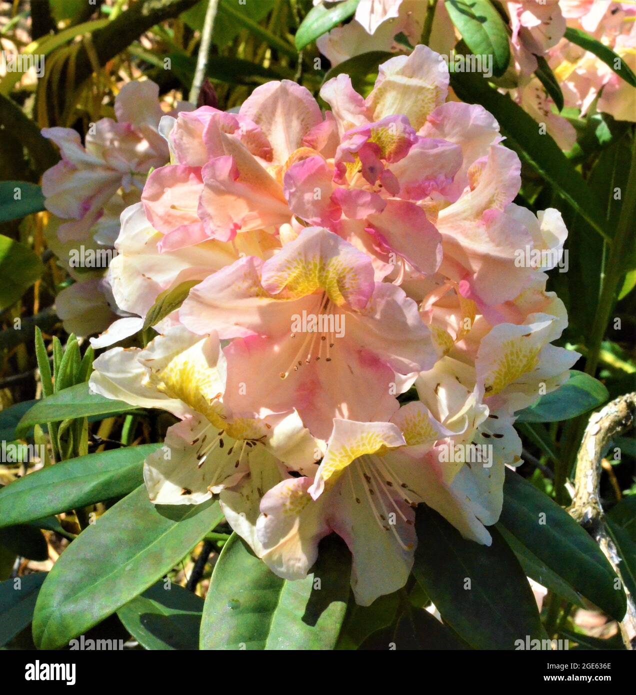 Pacific Rhododendron (Rhododendron macrophyllum Stock Photo - Alamy