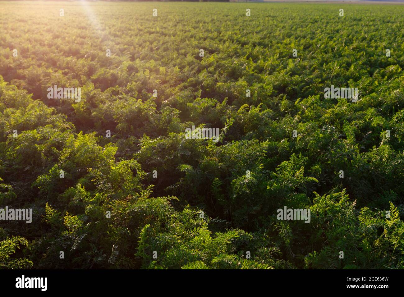 Agriculture of Belarus, carrot field in summer, rows of plant, sunset ...