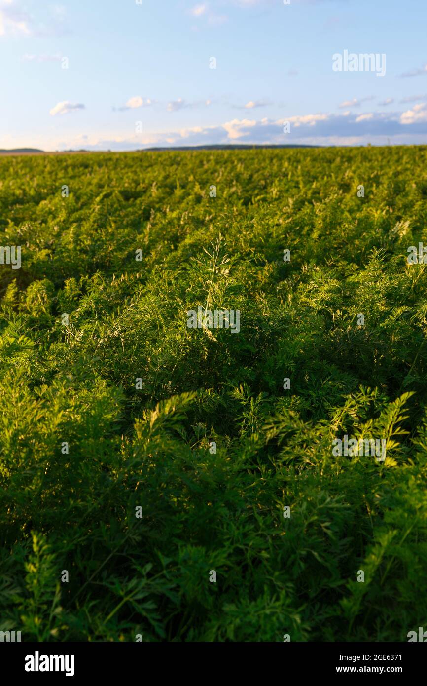 Agriculture of Belarus, carrot field in summer, rows of plant, sunset ...
