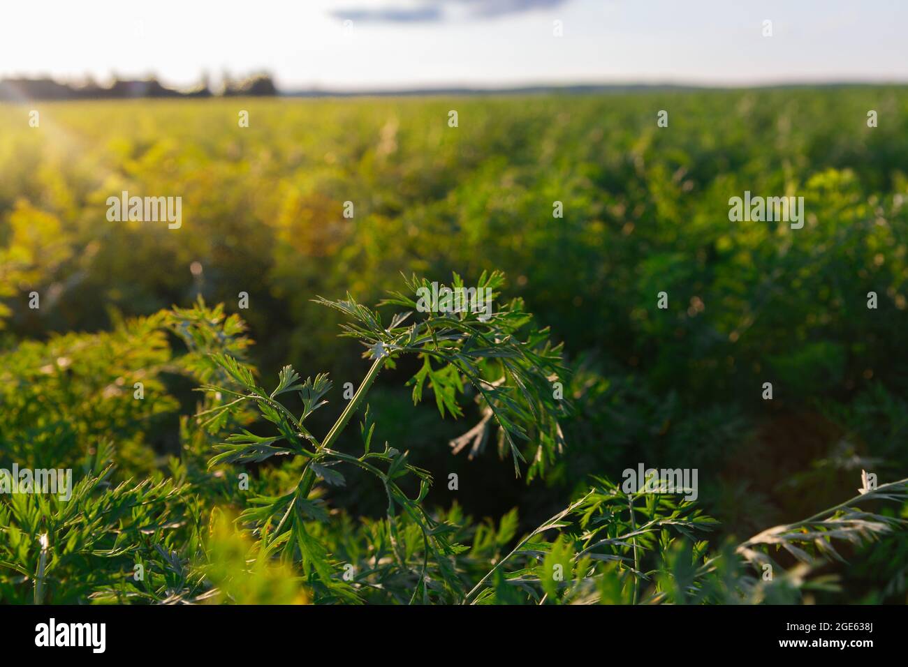Agriculture of Belarus, carrot field in summer, rows of plant, sunset ...