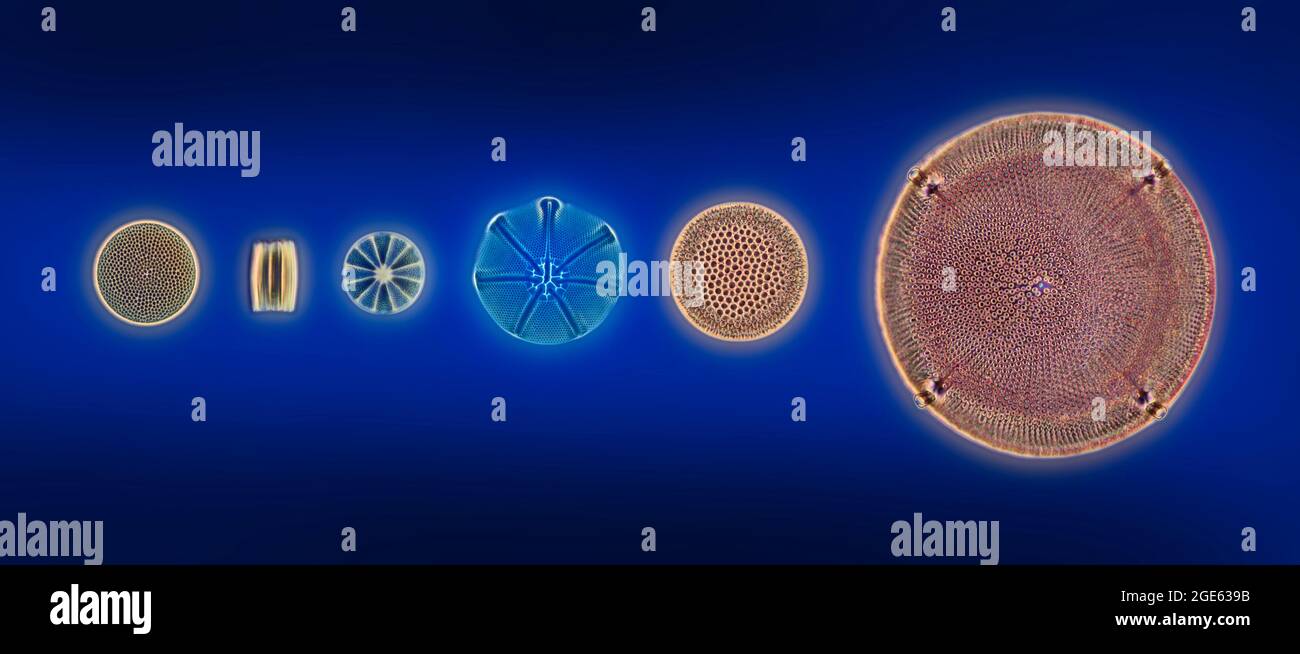 Diatom form hi-res stock photography and images - Alamy