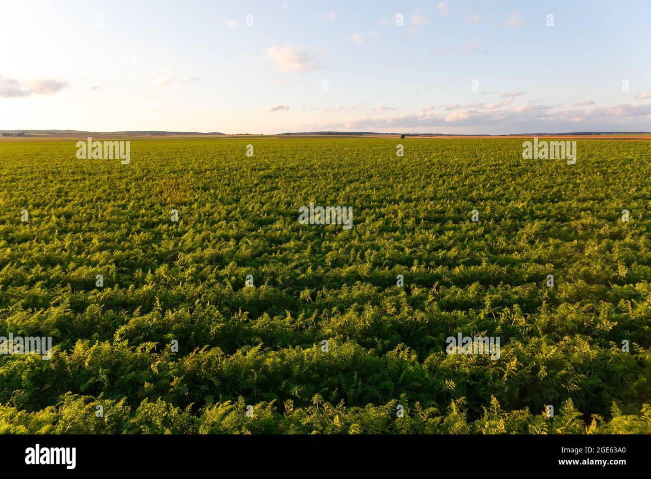 Agriculture of Belarus, carrot field in summer, rows of plant, sunset ...
