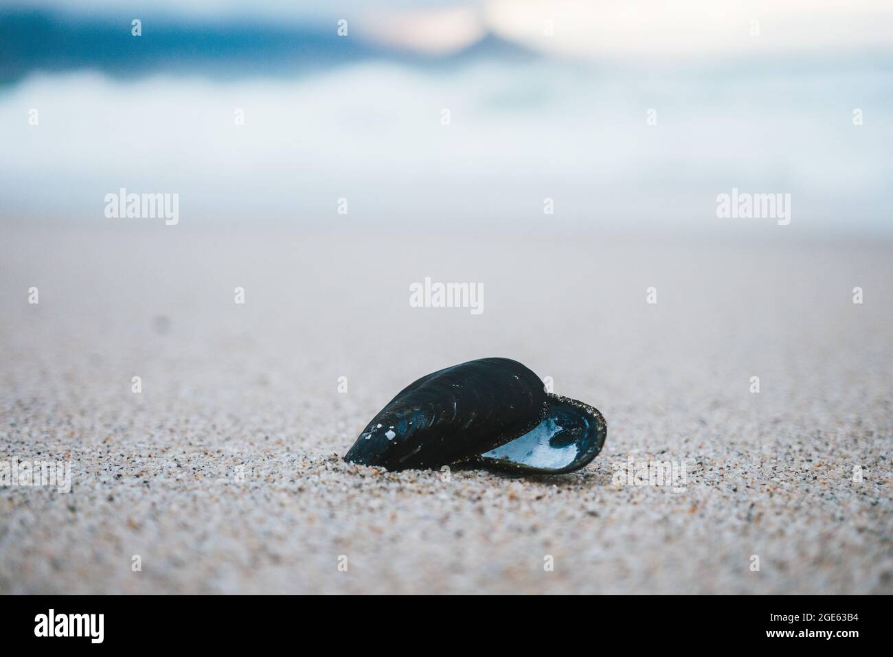 Muscle shells on the beachfront with Lions head in the background Stock ...