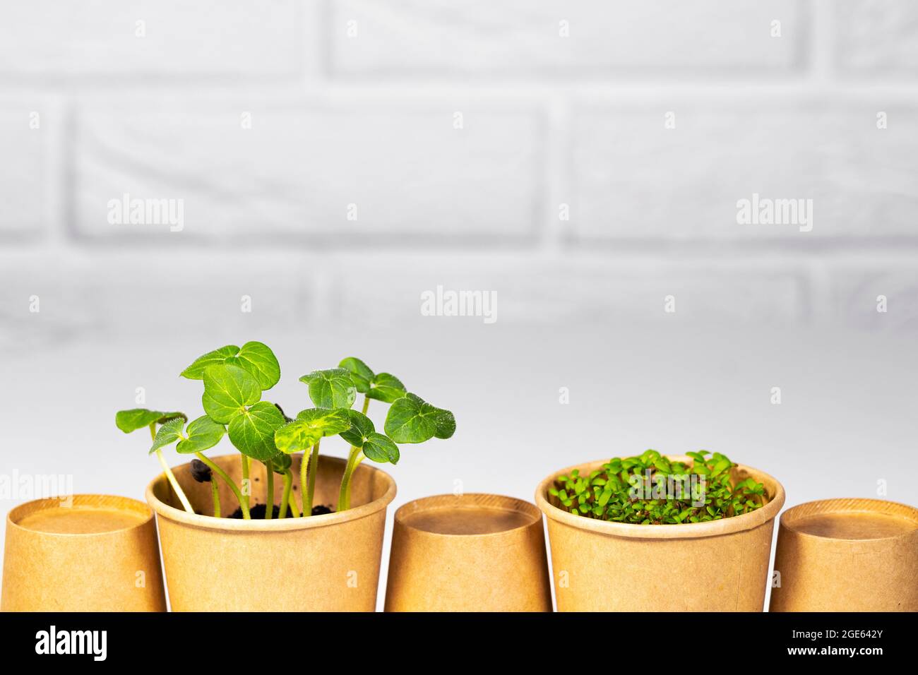 Paper eco cup with fresh green microgreens salad lined up. Different ...