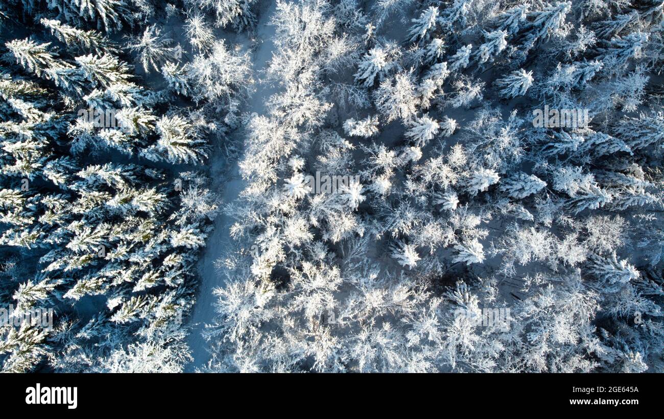Droneflight over the forest in winter with snowy trees and a path Stock ...