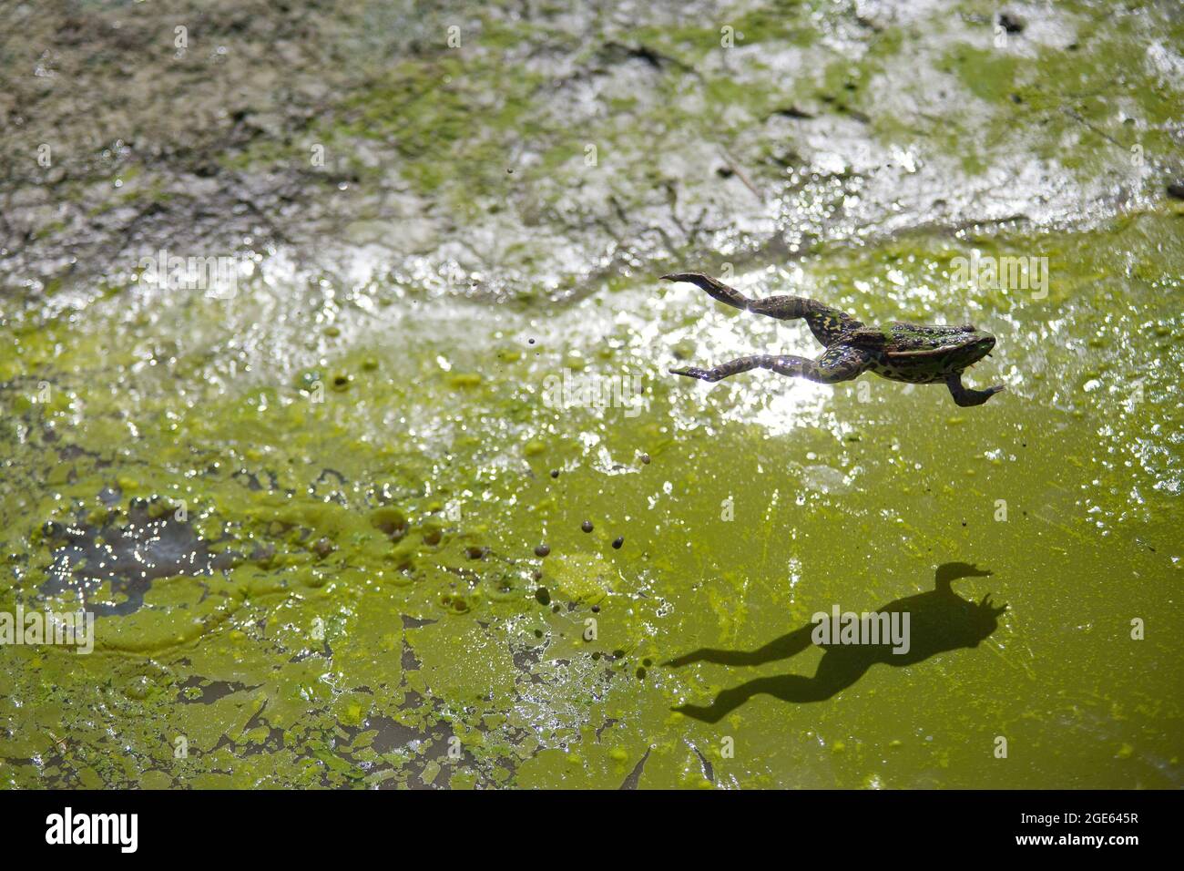 Frog jumping lake hi-res stock photography and images - Alamy