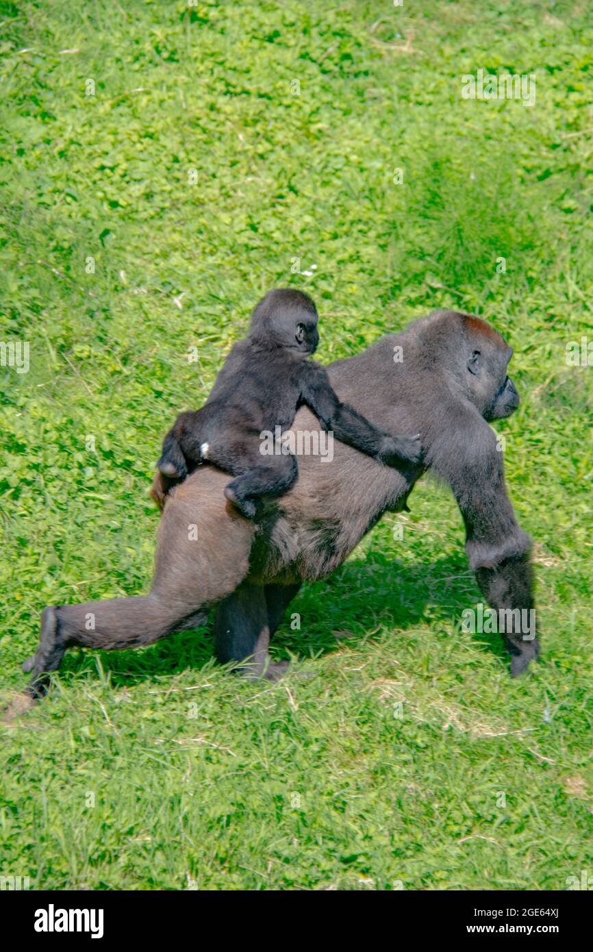 Gorgeous family of Western Lowland Gorillas at Port Lympne Reserve ...