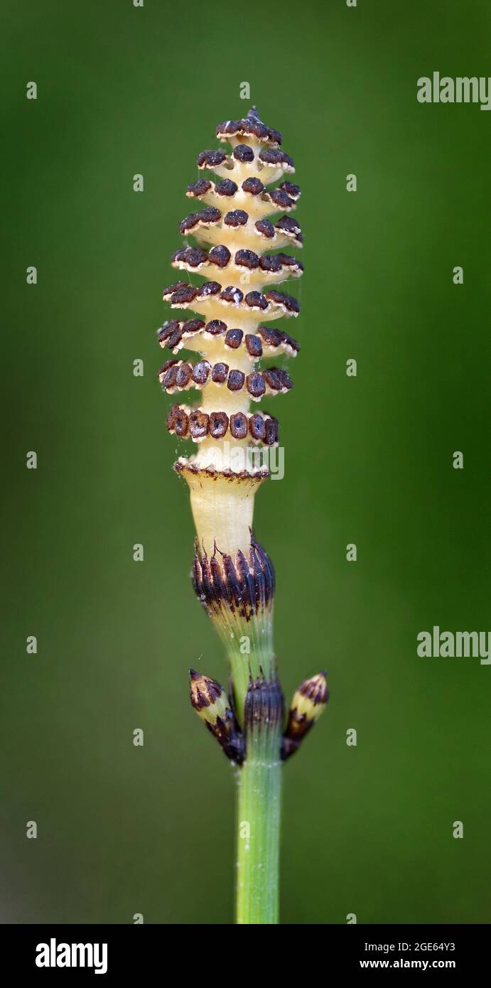 Rough horsetail equisetum hyemale hi-res stock photography and images ...