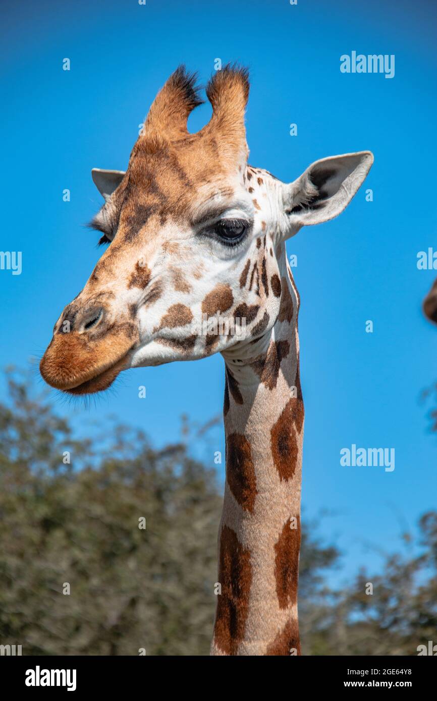 Port lympne zoo enclosure hi-res stock photography and images - Alamy