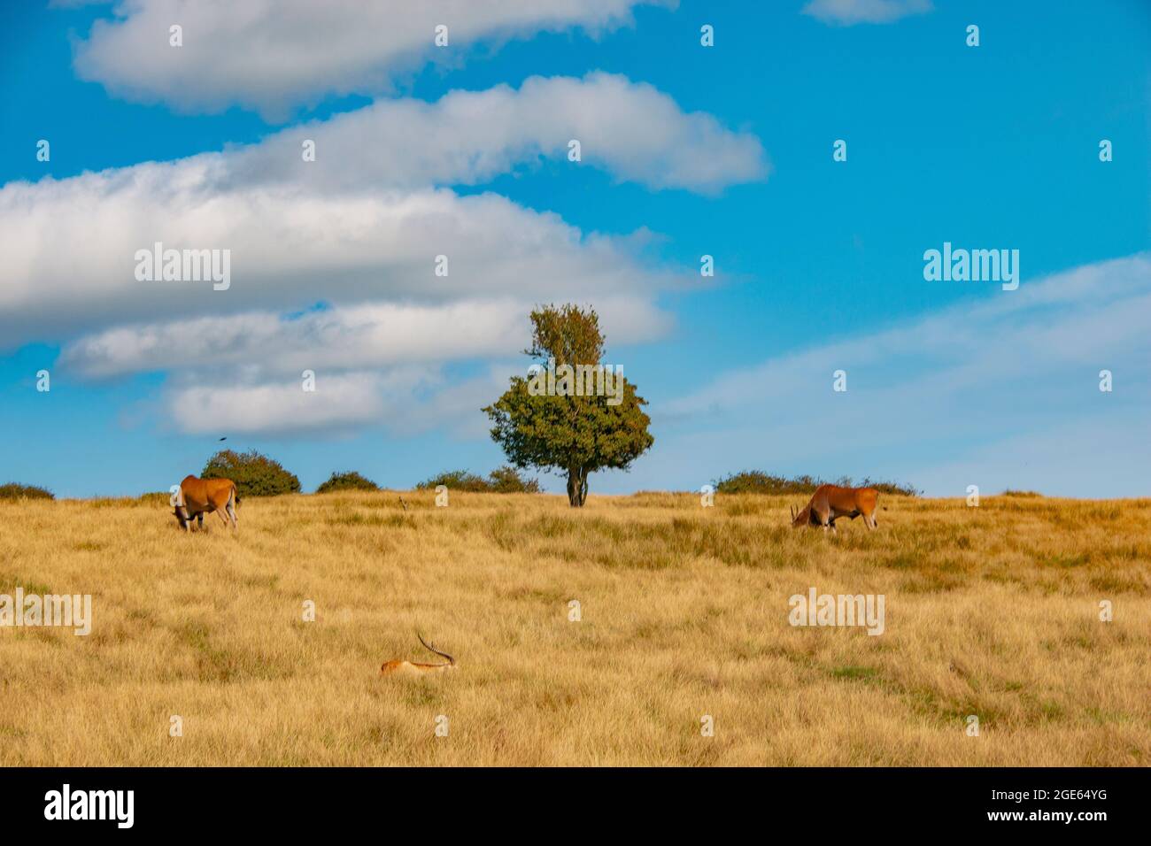 Red Lechwe deer grazing in the African experience at Port Lympne ...