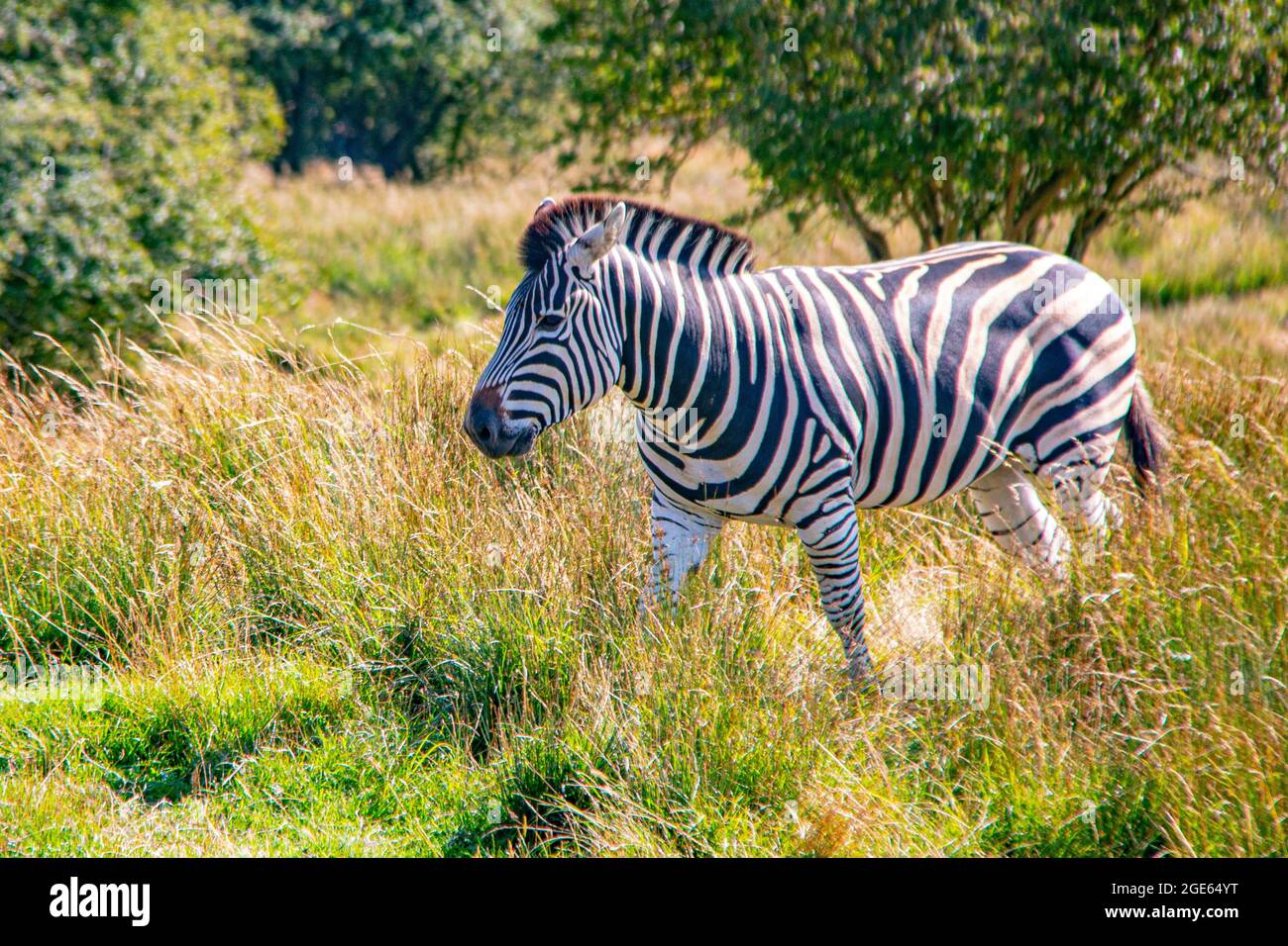Beautiful Chapman Zebra (Equus quagga chapmani) roaming the savanna int ...