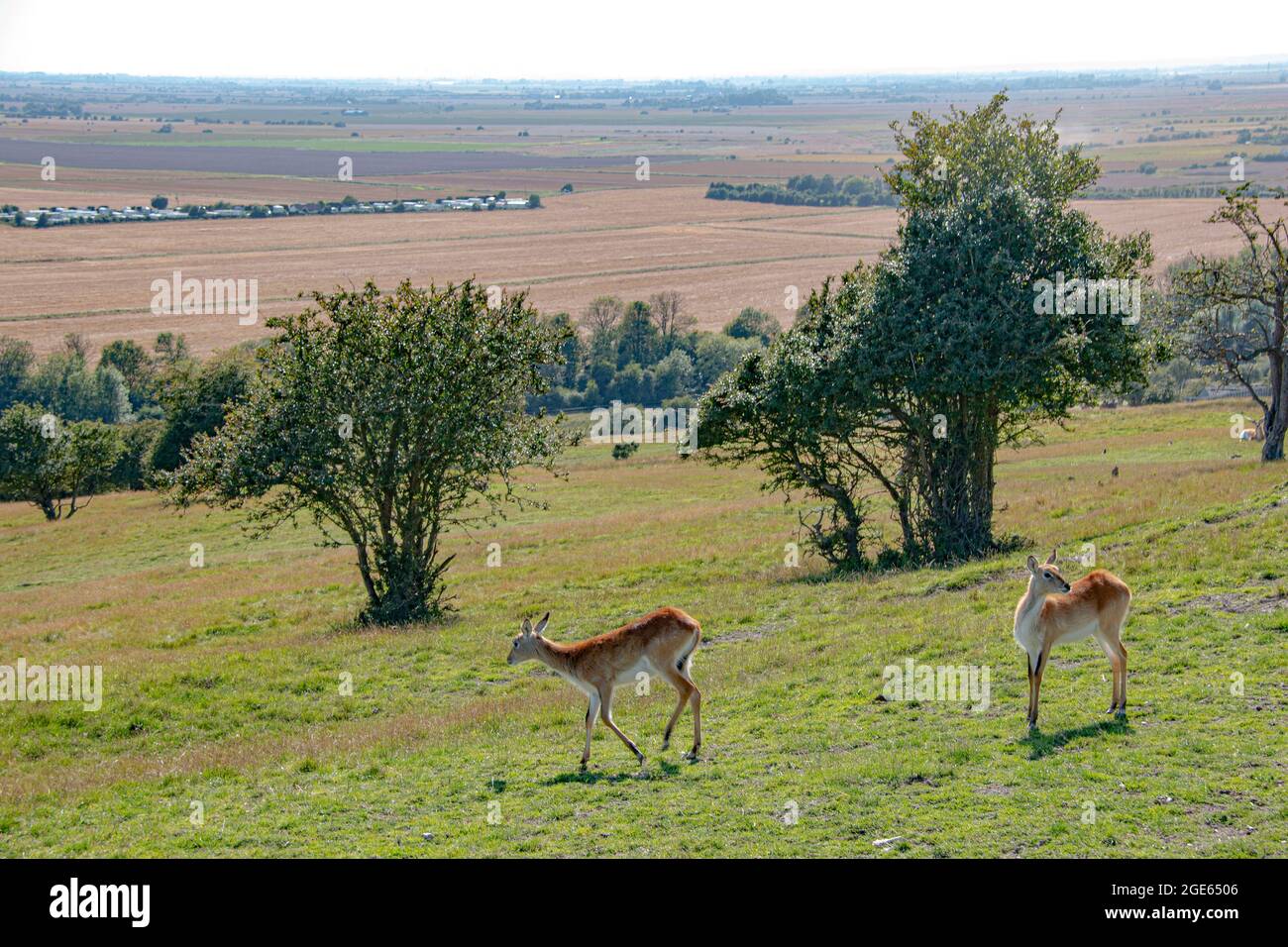 Two beautiful Red Lechwe deer roaming int he Port Lympne Reserve in ...