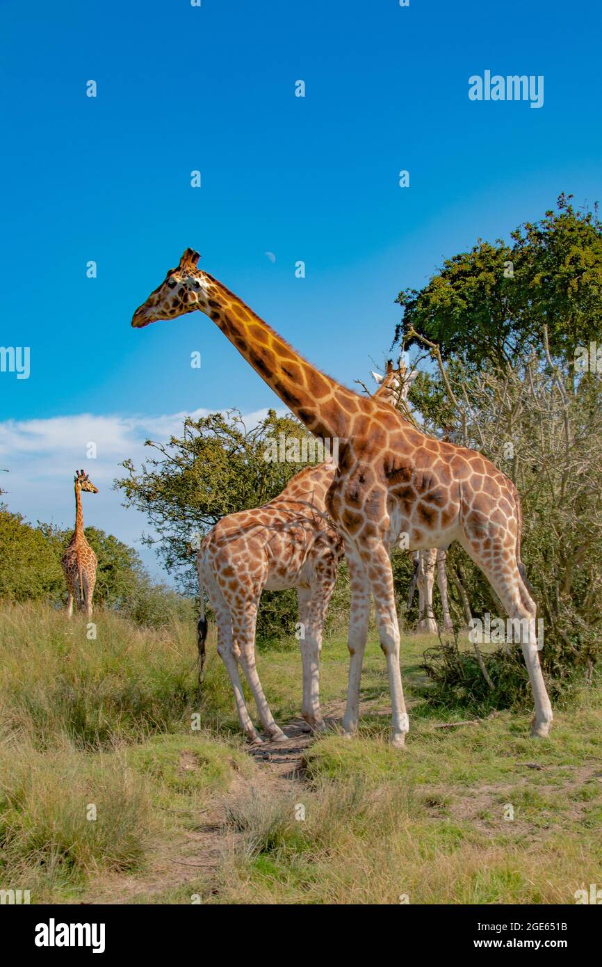 Port lympne zoo enclosure hi-res stock photography and images - Alamy