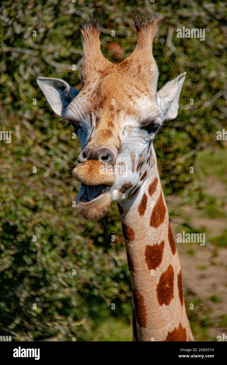 Port lympne zoo enclosure hi-res stock photography and images - Alamy