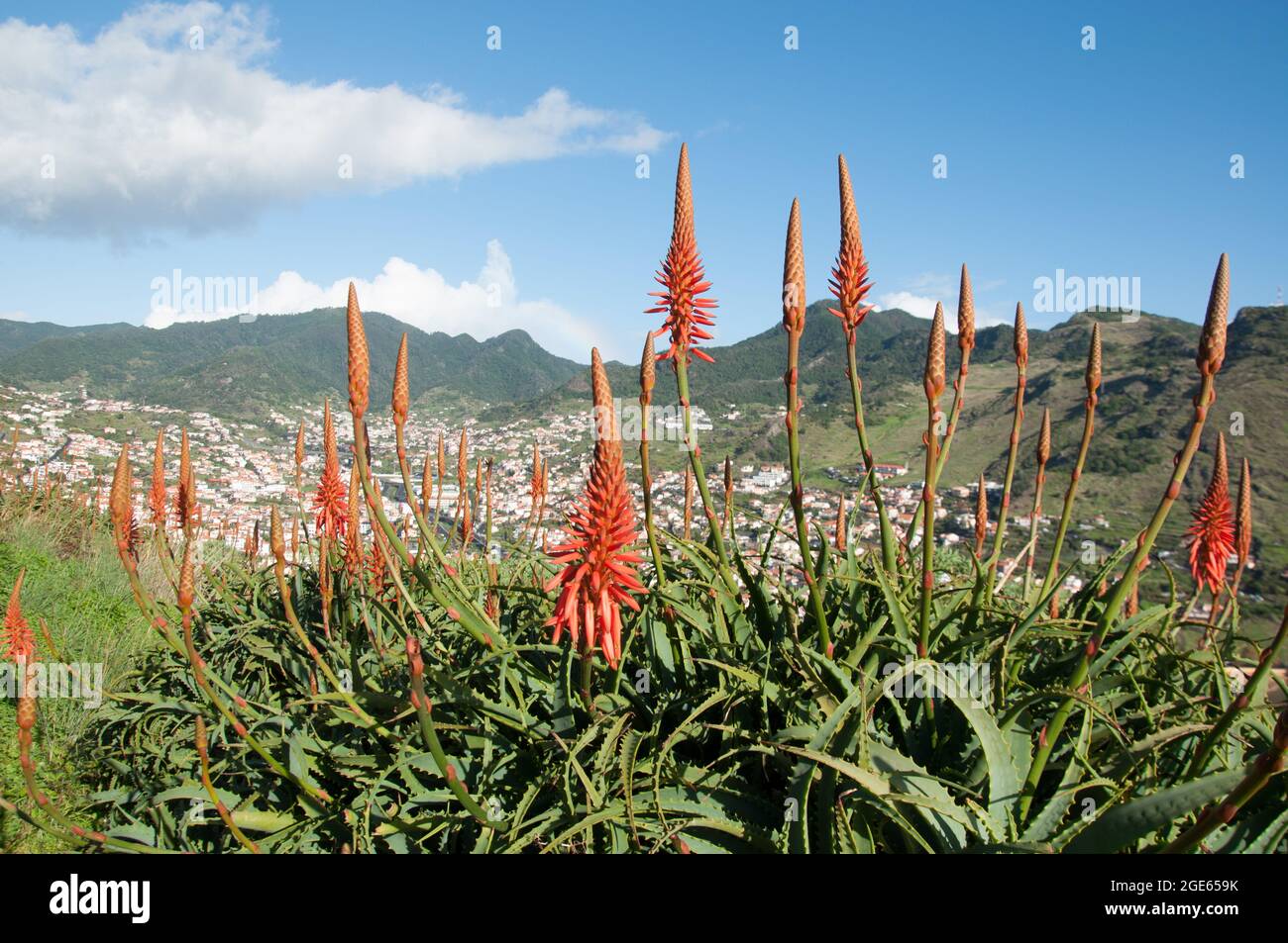 Machico, Madeira, Portugal, Europe Stock Photo - Alamy