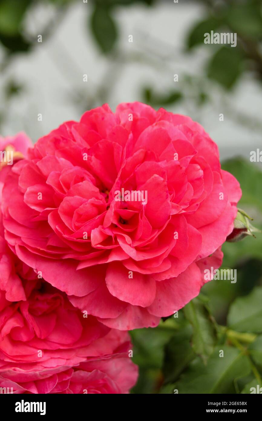 Soft pink colours hi-res stock photography and images - Alamy