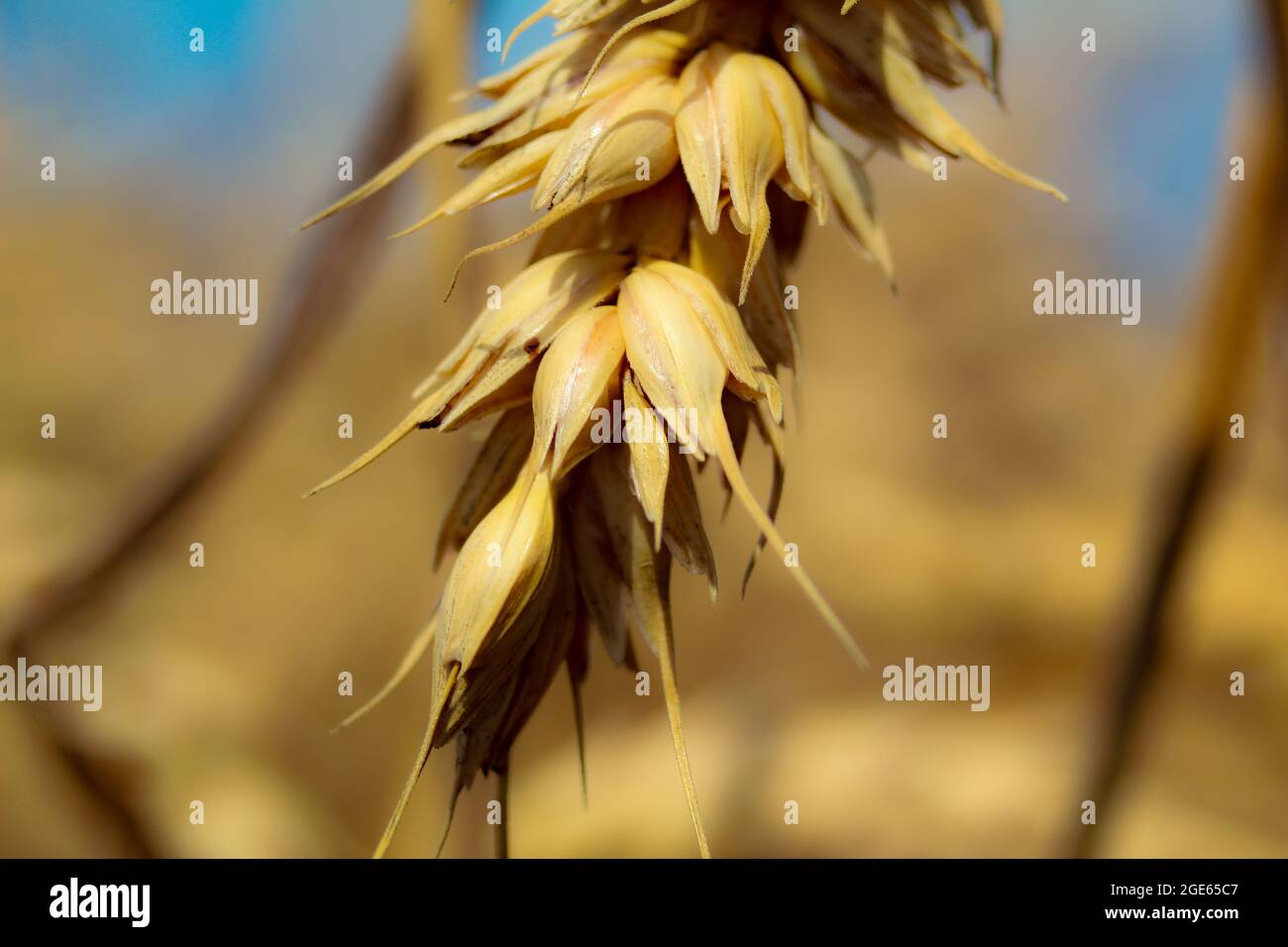 Gold fields hi-res stock photography and images - Alamy