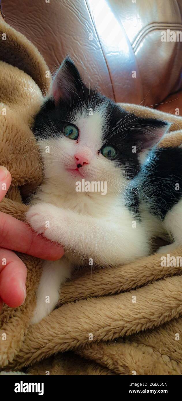 cute as a button Stock Photo - Alamy