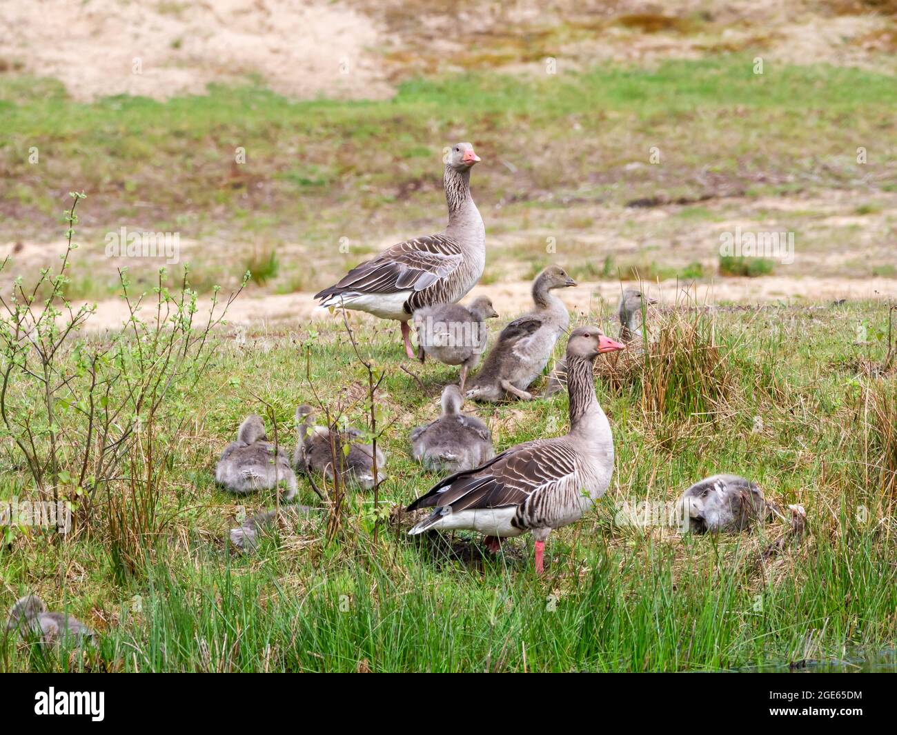 Male female geese hi-res stock photography and images - Alamy