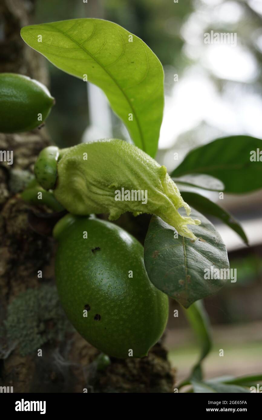 Crescentia cujete fruit with a natural background. Also called Calabash ...