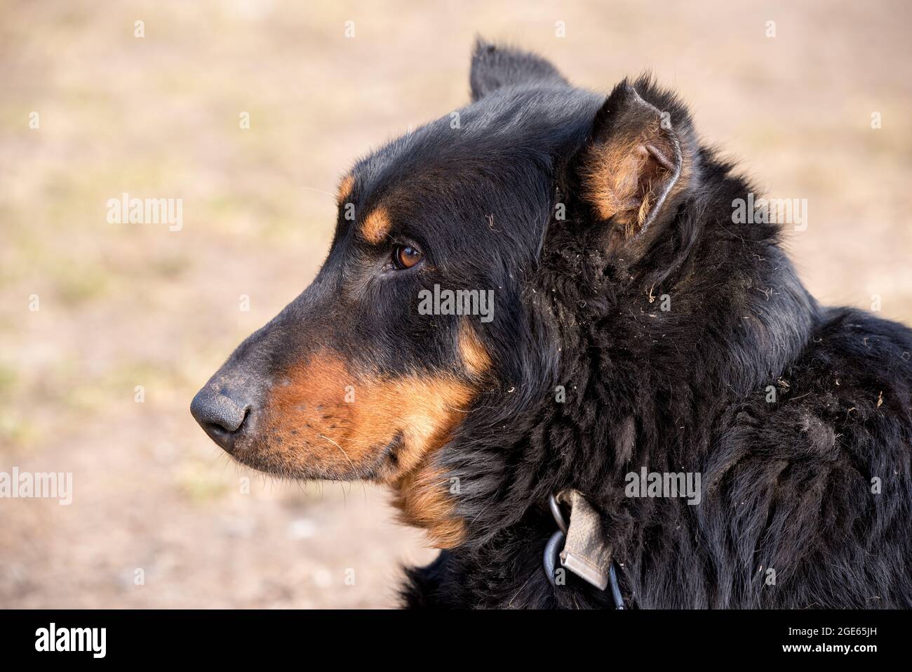 Big Dog Beauceron. Beauceron is a herding dog breed Stock Photo - Alamy