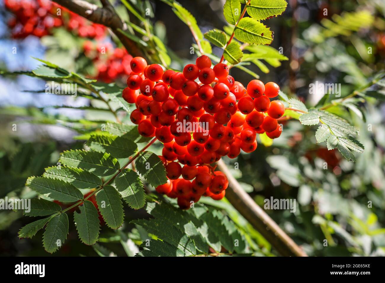 Rowan tree berries Stock Photo - Alamy