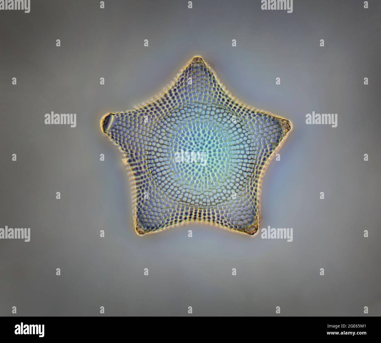 Diatom, Amphitetras nobilis, Red Sea, North Africa Stock Photo - Alamy