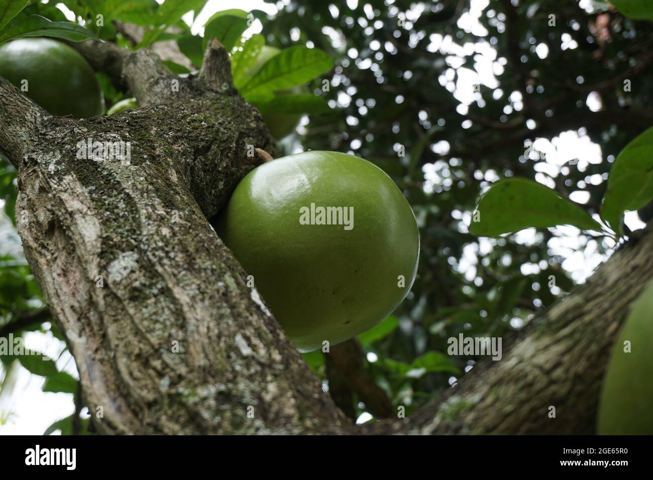 Crescentia cujete fruit with a natural background. Also called Calabash ...