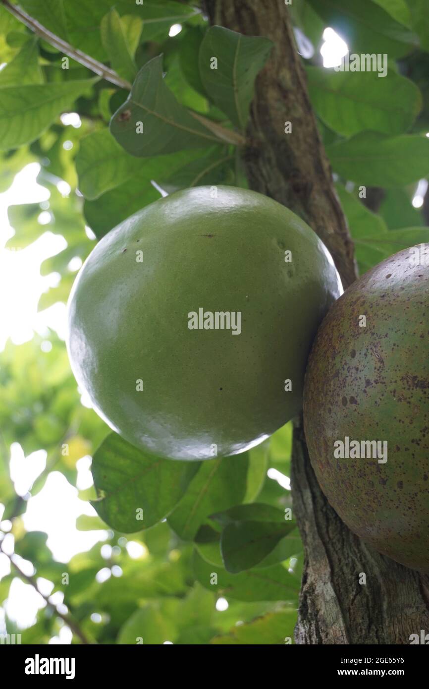Crescentia cujete fruit with a natural background. Also called Calabash ...