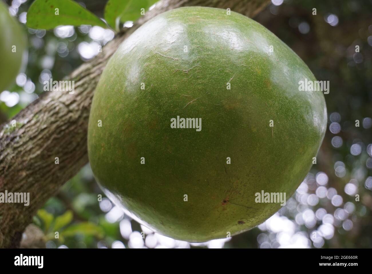 Crescentia cujete fruit with a natural background. Also called Calabash ...
