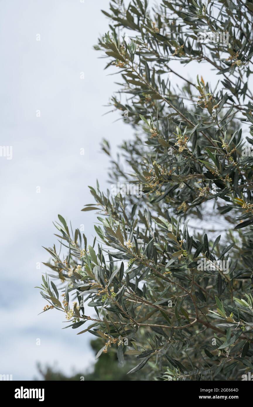 Close-up of branch of olive tree Stock Photo - Alamy