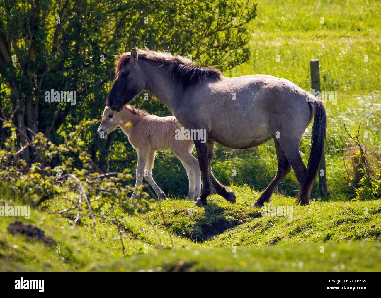 Equus caballus var hi-res stock photography and images - Alamy