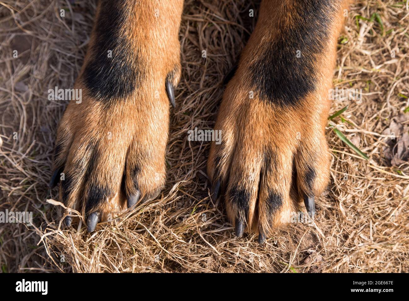 Big Beauceron dog paws close up background Stock Photo - Alamy