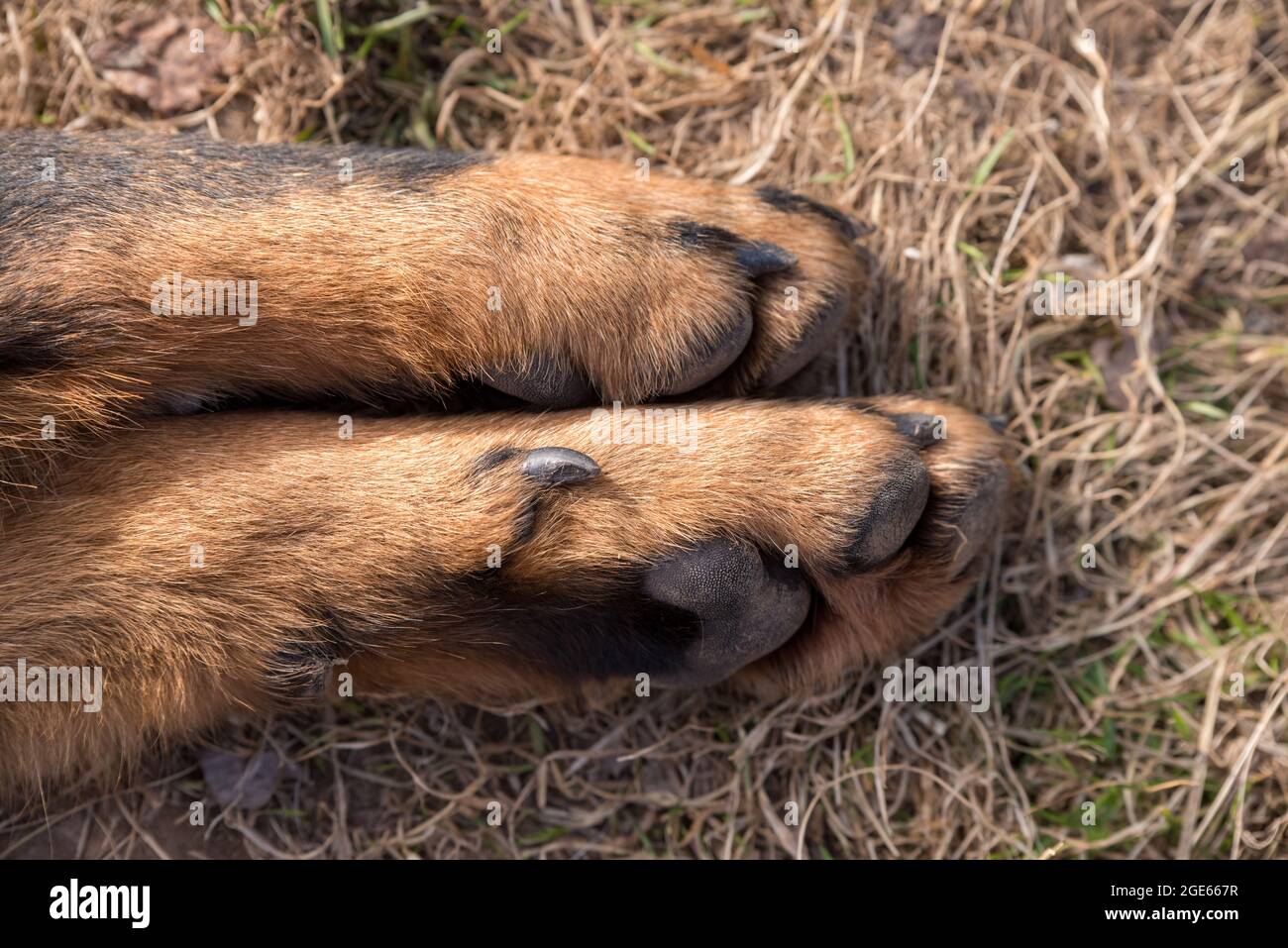 Big Beauceron dog paws close up background Stock Photo - Alamy